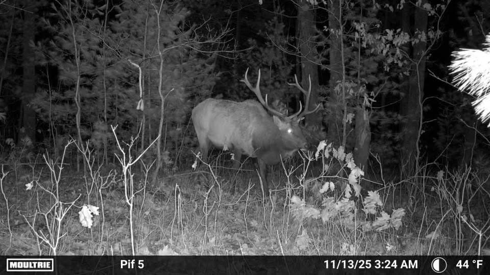 Who’s out Deer Hunting? Let’s see some pics! - The Den